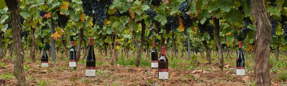 Gutenbornerhof - Weingut Born und Campingplatz in Alzey-Weinheim ...