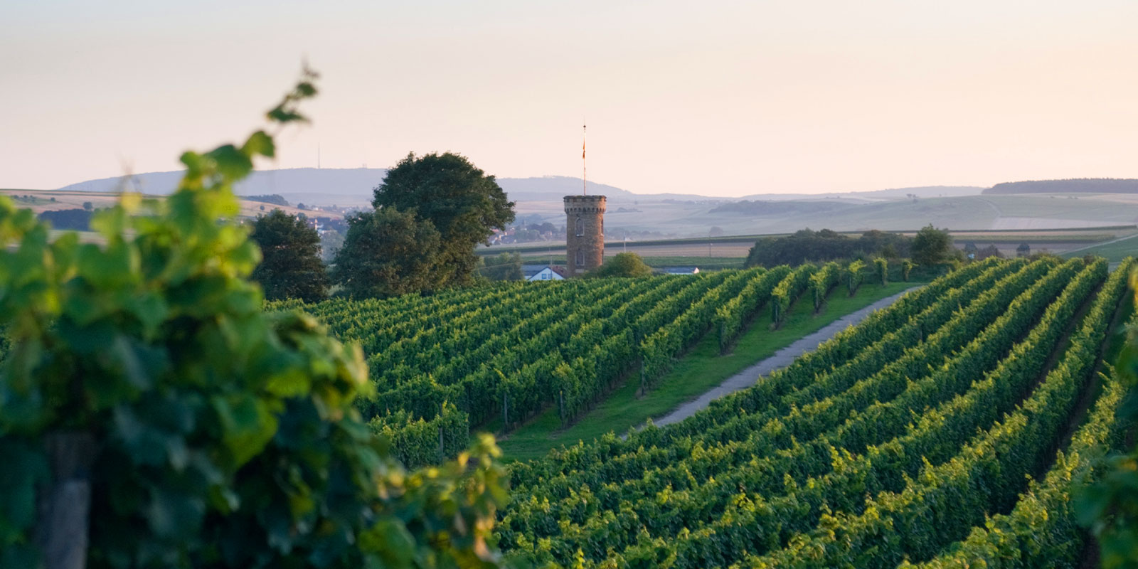 Gutenbornerhof - Weingut Born und Campingplatz in Alzey-Weinheim ...
