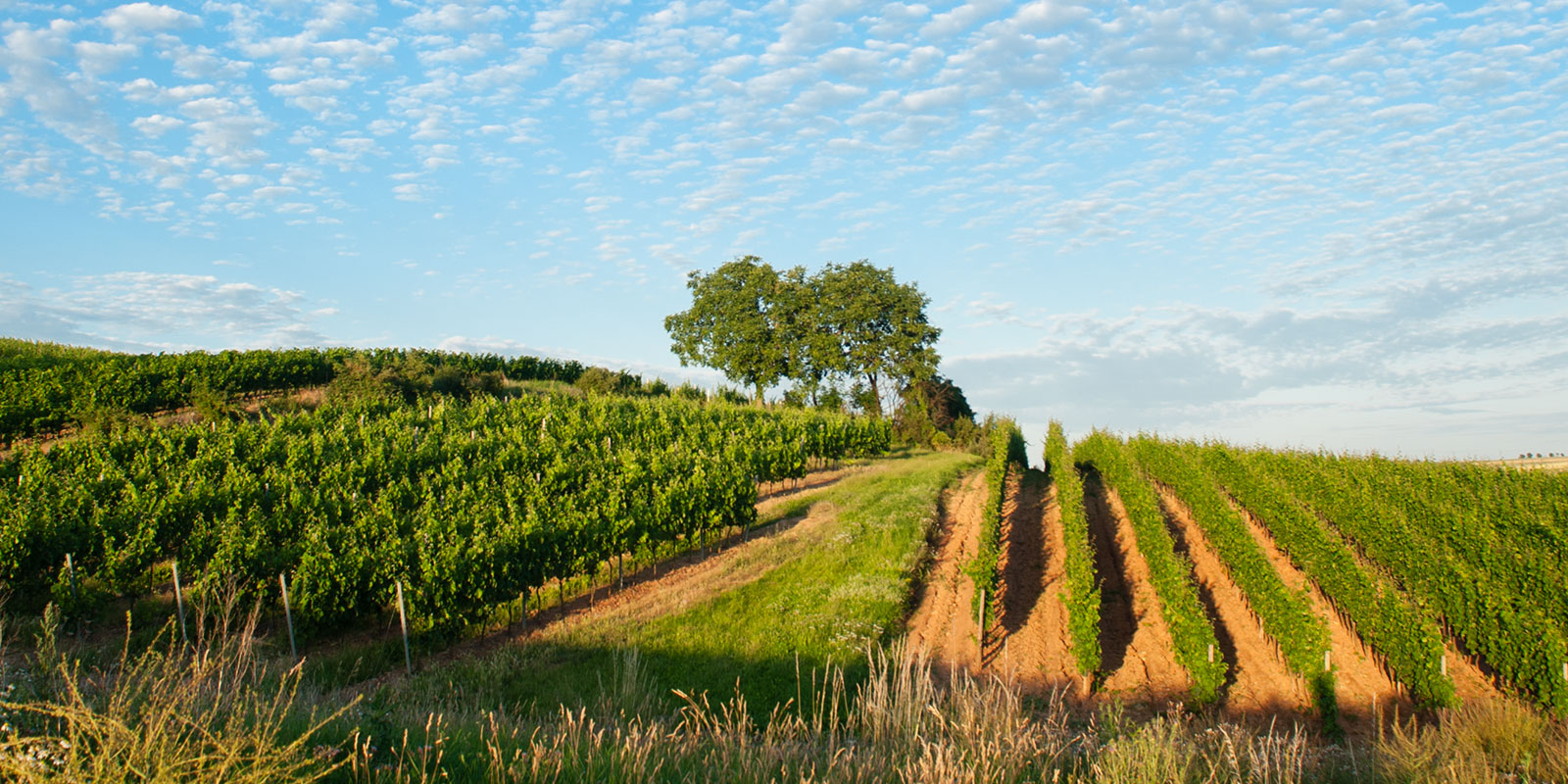 Gutenbornerhof - Weingut Born und Campingplatz in Alzey-Weinheim ...